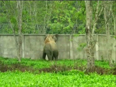 Green awardee trampling on the green | Assam Times