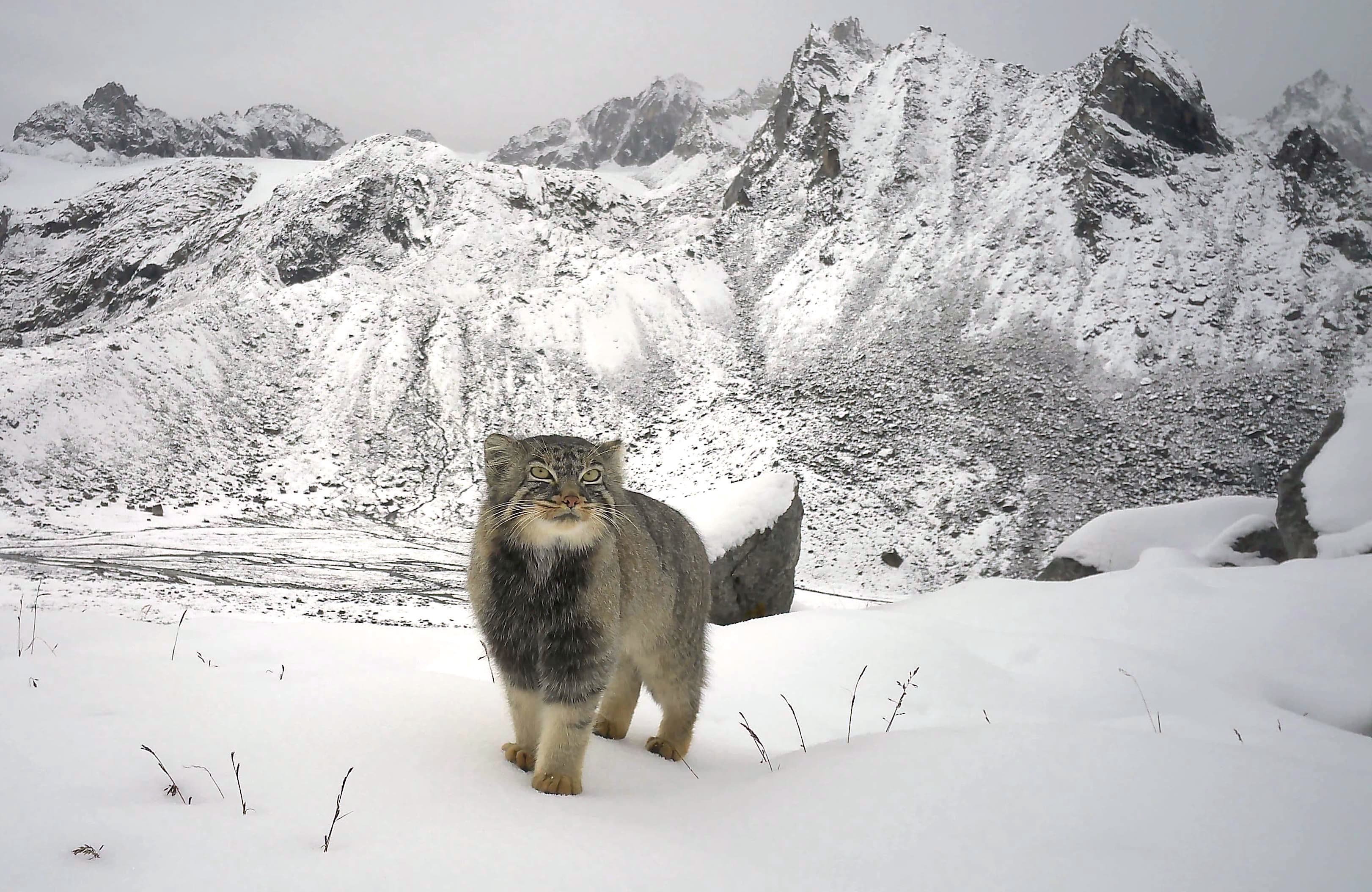 Pallas’s Cat Documented for the First Time in Arunachal Pradesh | Assam ...