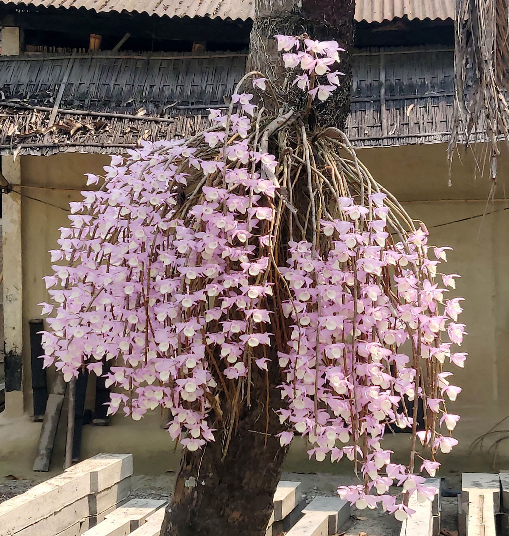 Central govt employees to receive bihu holiday | Assam Times