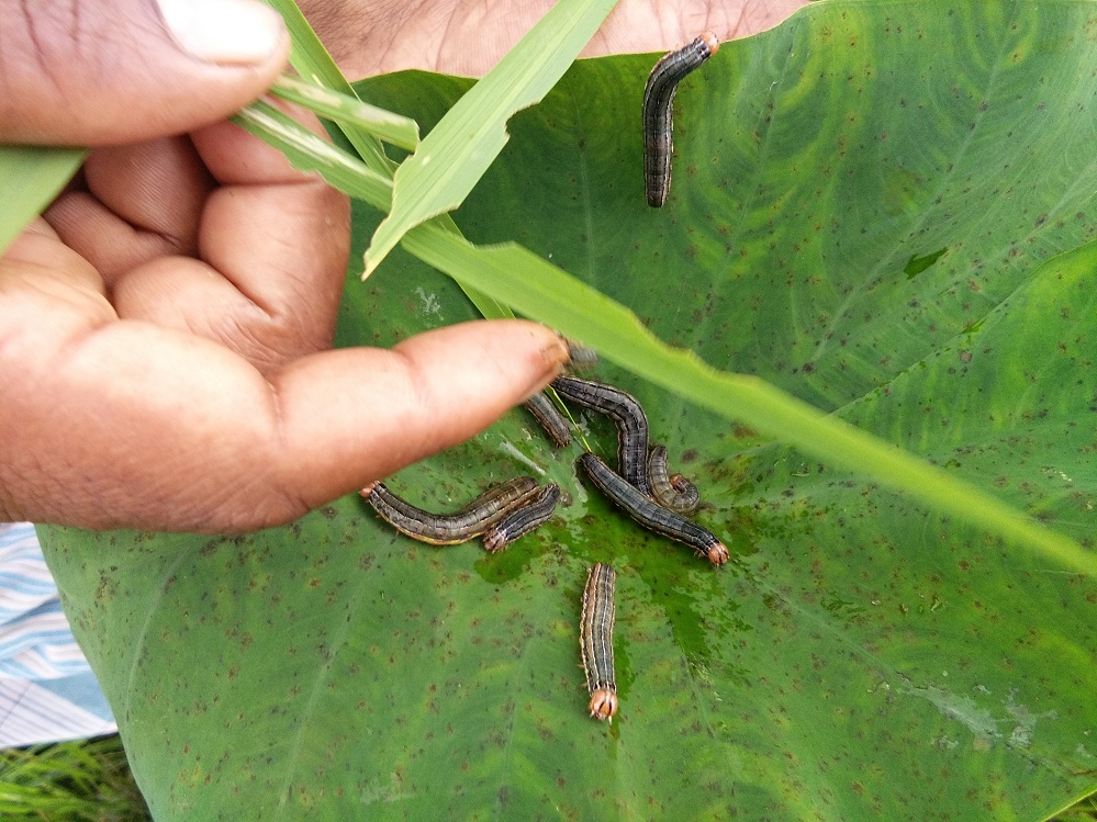 Agri officials asked to take steps to combat army worms | Assam Times