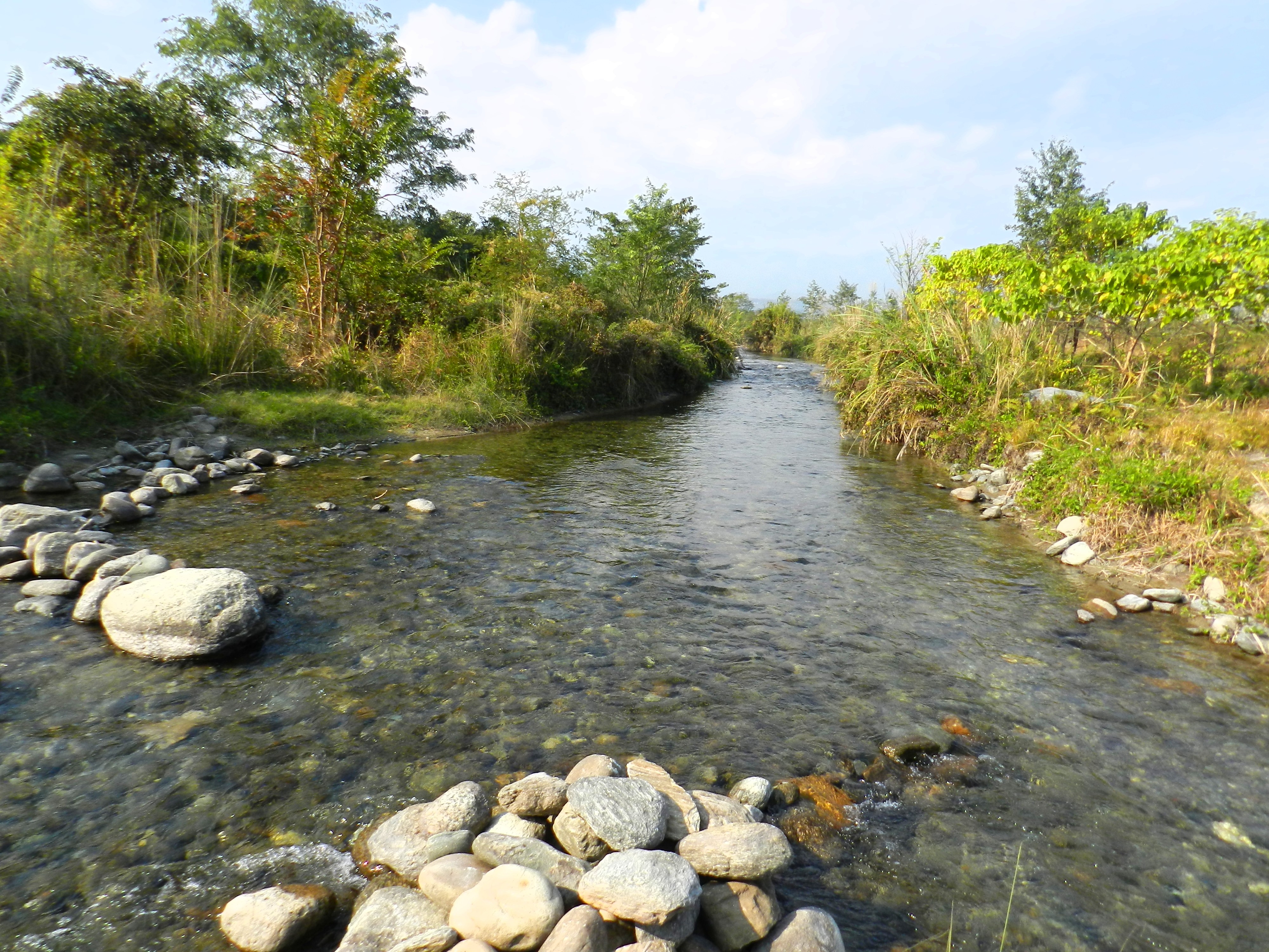 Man-made forest at Bhairabkunda | Assam Times