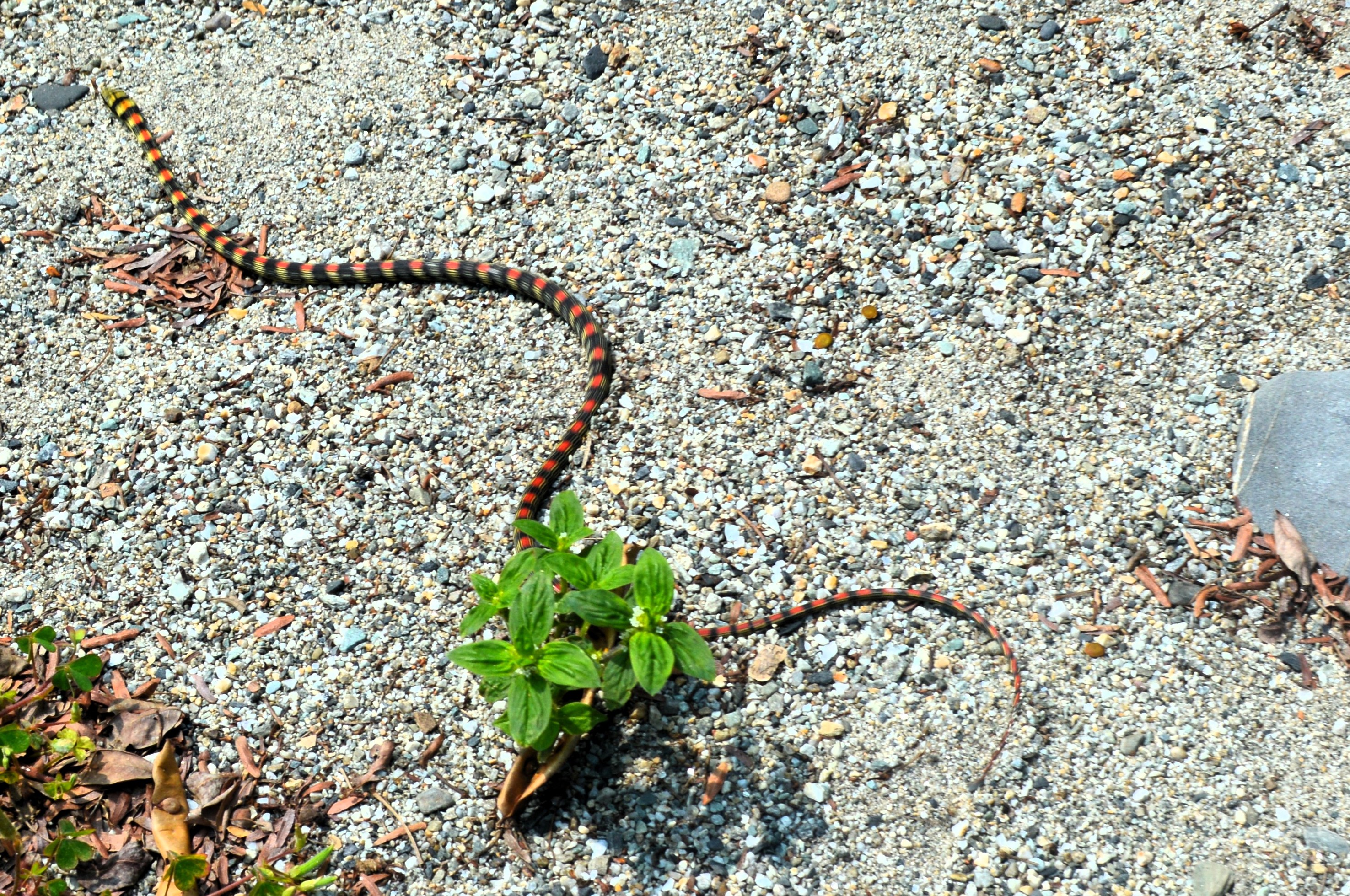 Flying snake found at Bhairabkunda | Assam Times