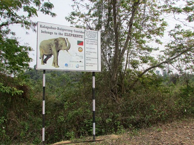 Global alliance to secure elephant corridors | Assam Times