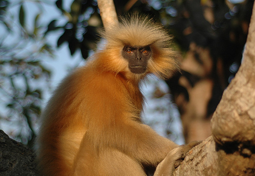 Golden langur World’s 25 Most Endangered Primates | Assam Times