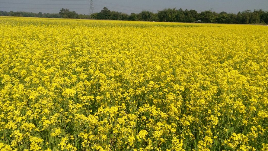 Mustard cultivation gets boost in Udalguri | Assam Times
