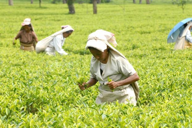 First monsoon rainfall revives tea gardens | Assam Times