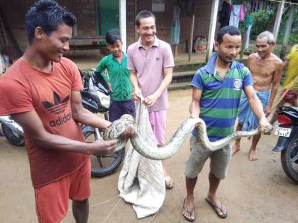 Python rescued at Sesapani Nwlwbari in Kokrajhar | Assam Times