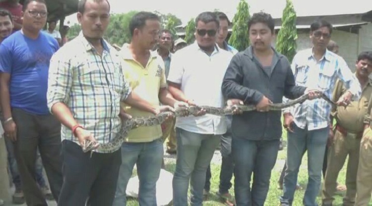 Python rescued | Assam Times