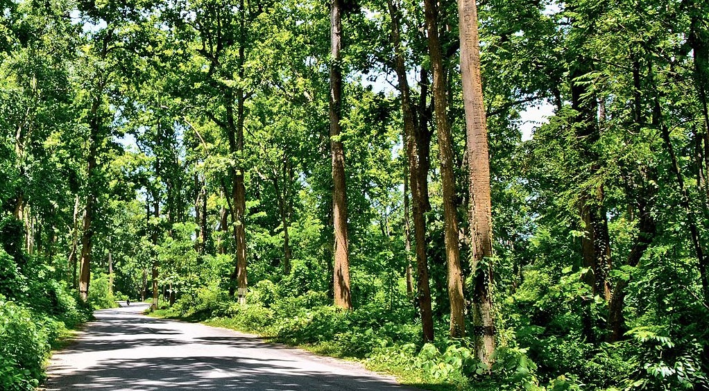 Living through forests | Assam Times